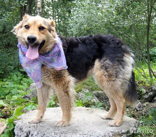 Лохматая и улыбающаяся собачка 1 год