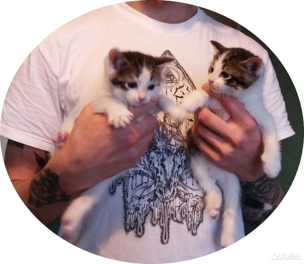 Плюшевые, пёстрые котята в хорошие руки