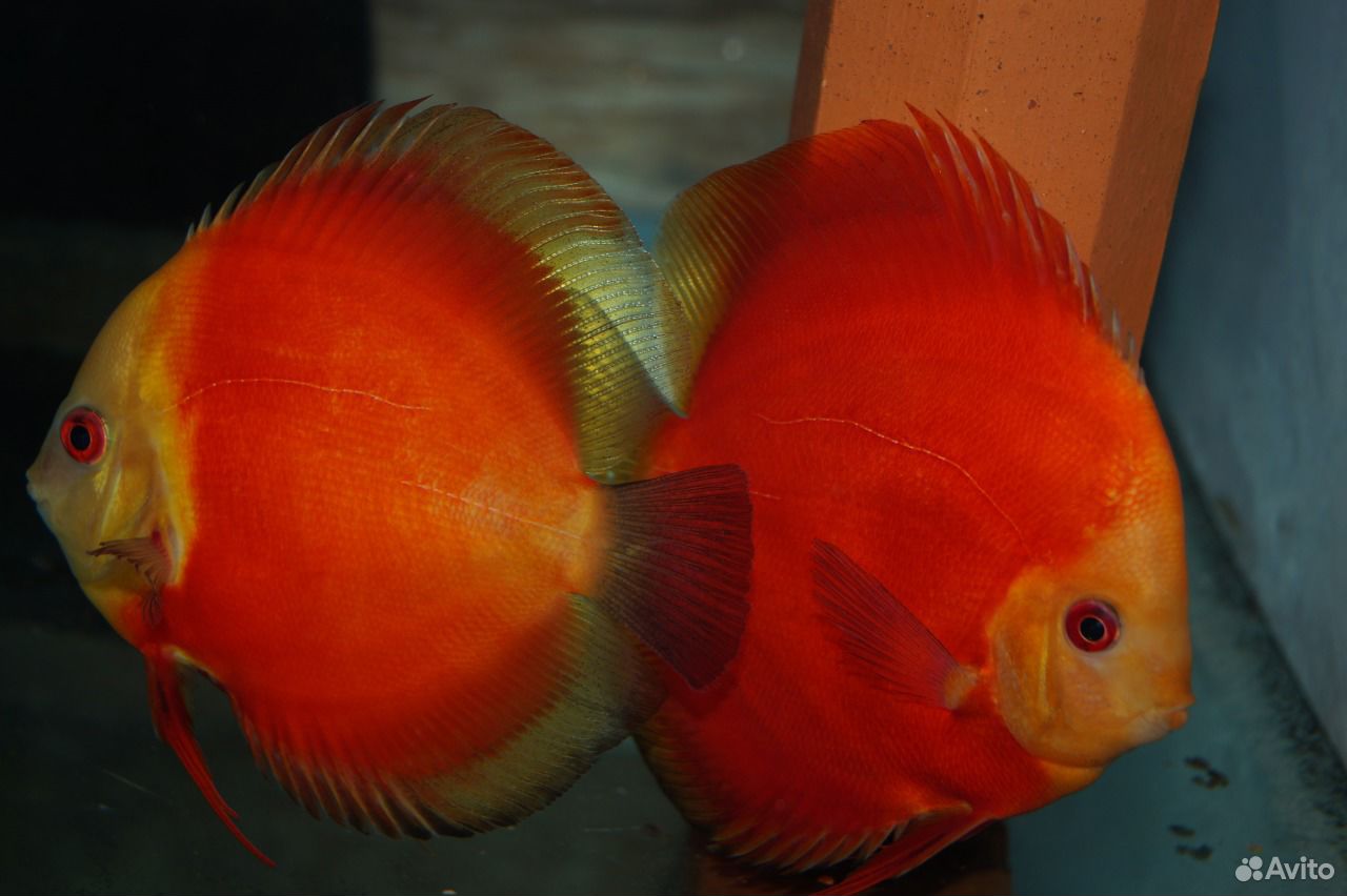 Дискусы-короли пресноводных аквариумов