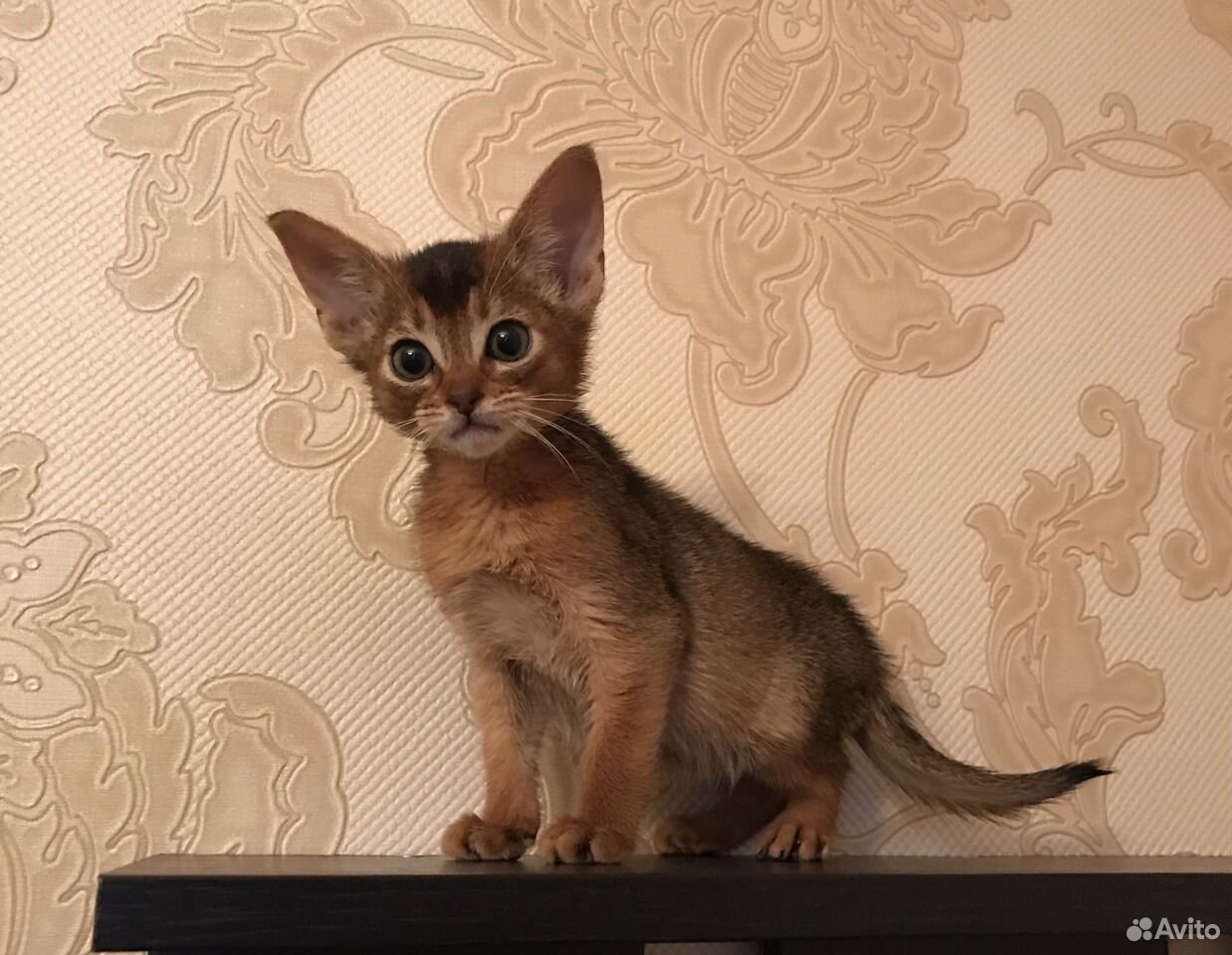 Абиссинский котик Амадеус