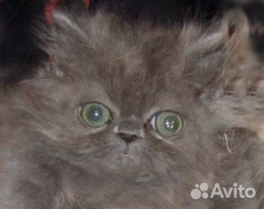 Персидский мальчик необычайной красоты