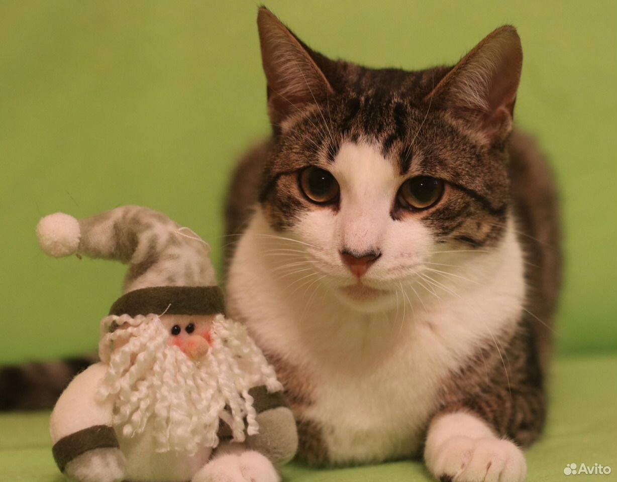 Отдам ответственным людям