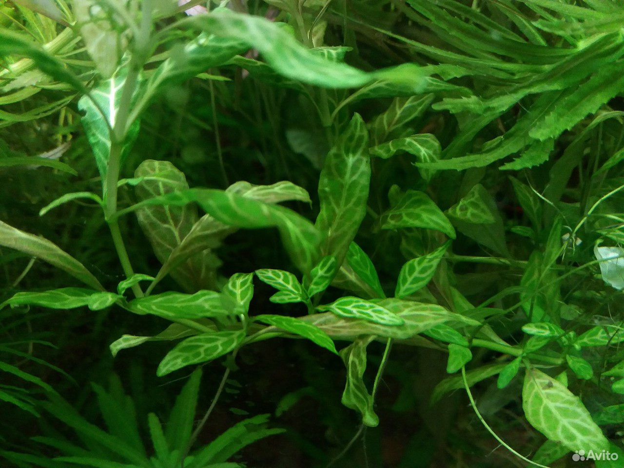 Наборы растений, прополка. Грунт