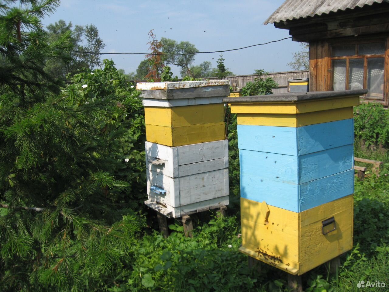 Пчелы