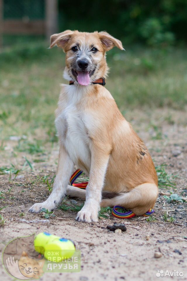 Щенок Тюбик ищет дом