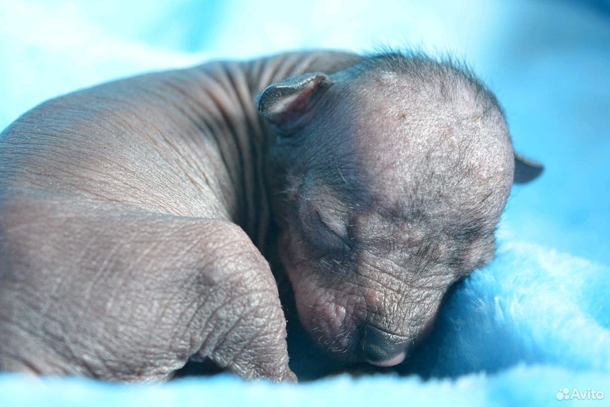 Малышок мексиканской голой мини