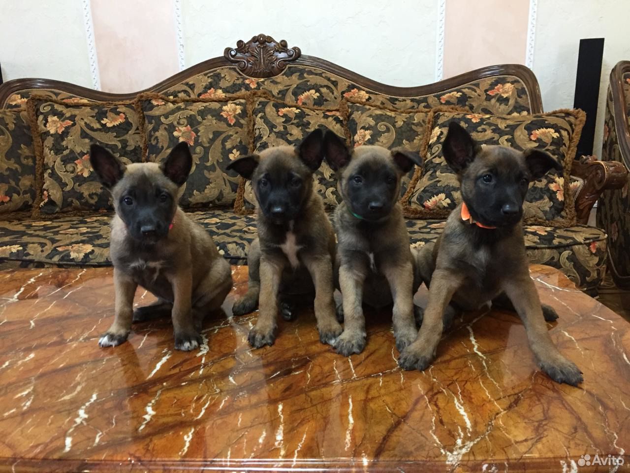 Бельгийская овчарка Малинуа