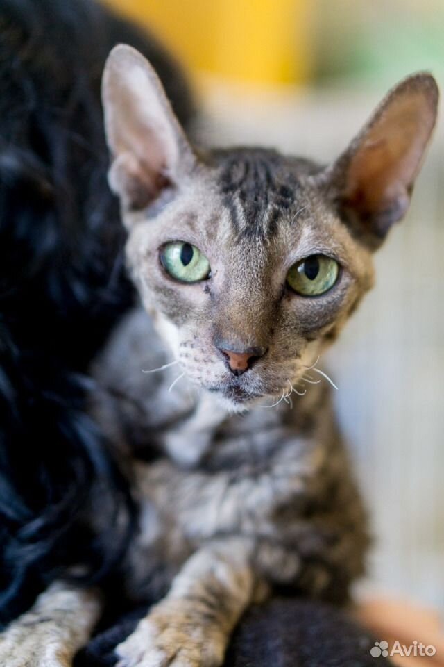 Кошка из приюта