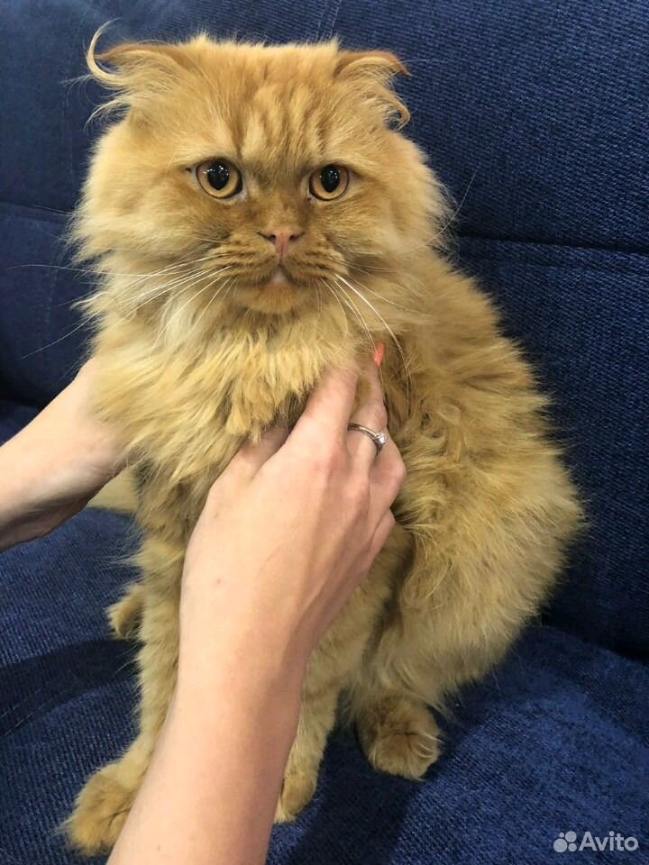 Шотланский рыжий мальчик Персик 1год,кастрат