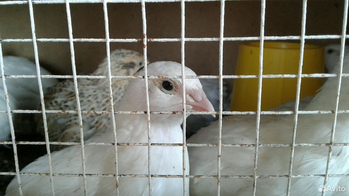 Перепела 1 месяц