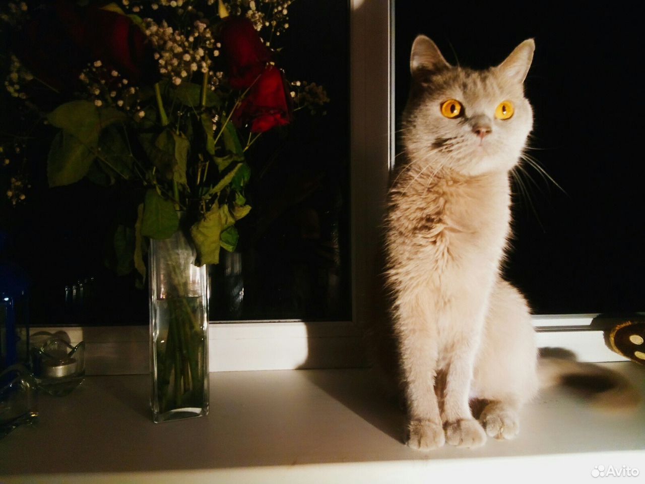 Котята ищут дом(даром)