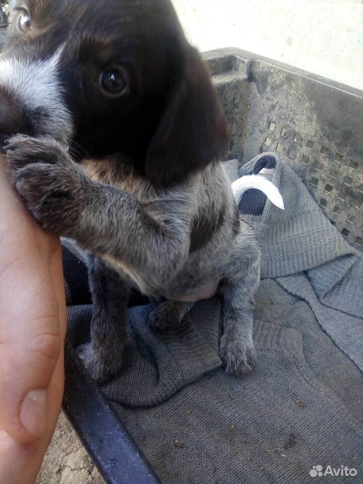 Отдам щенят помесь Дратхаара