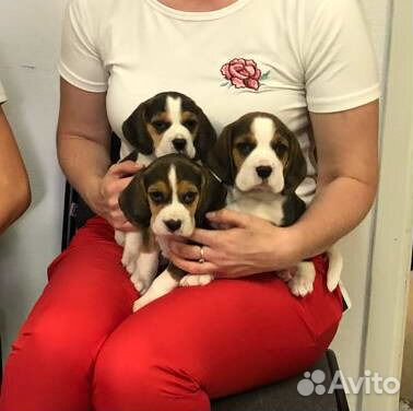 Мальчик Баир и девочка Вега породы Бигль