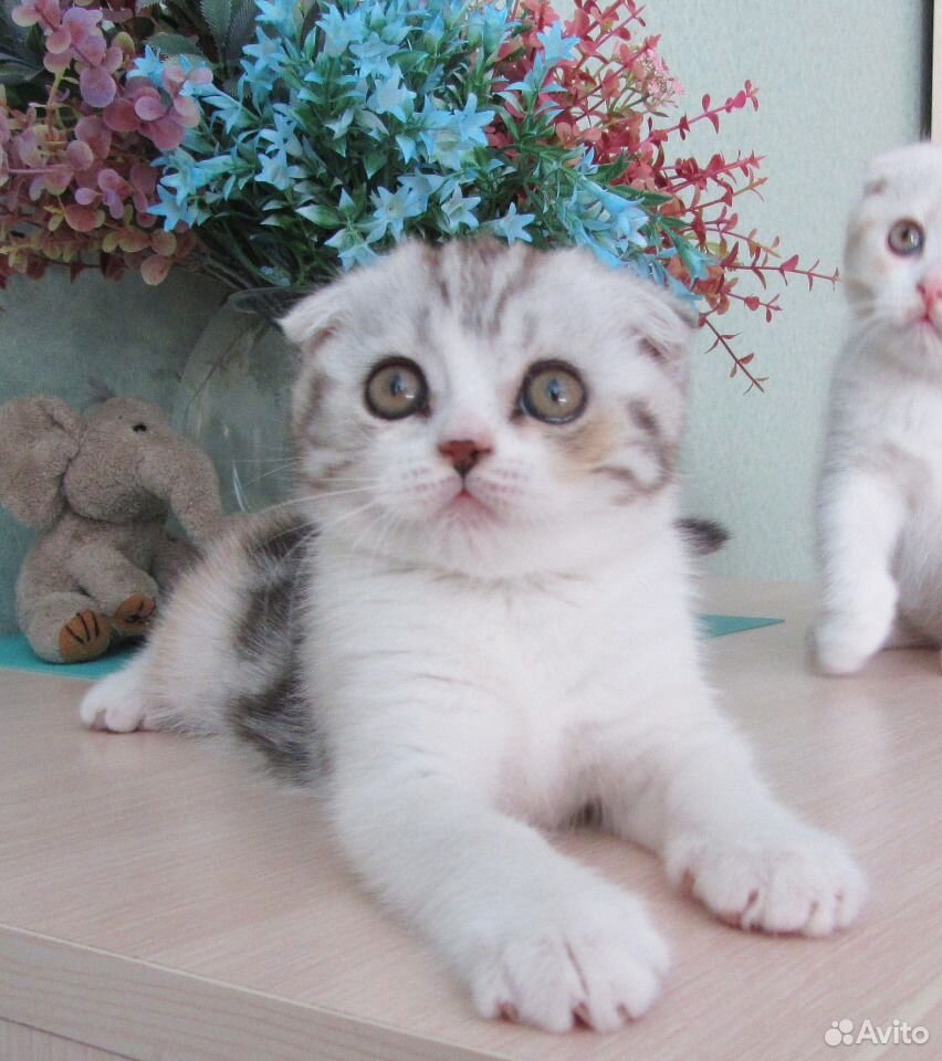 Вислоушка-плюшка (документы)