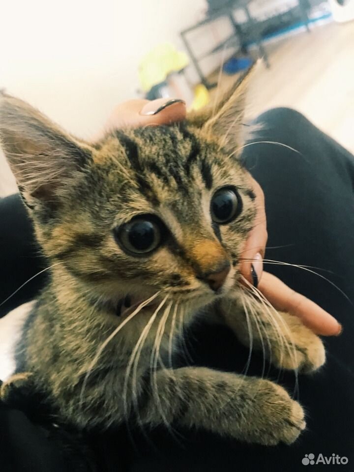 Котёнок из Шрека