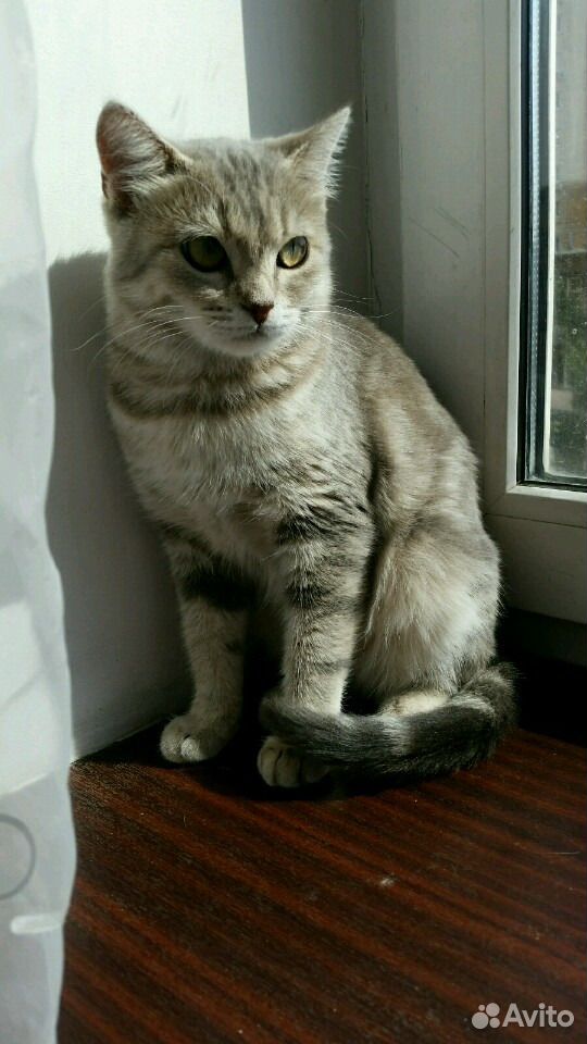 Кошка - котенок британской группы 7 мес