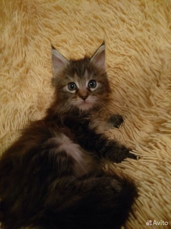 Милая тигрица (MCO)