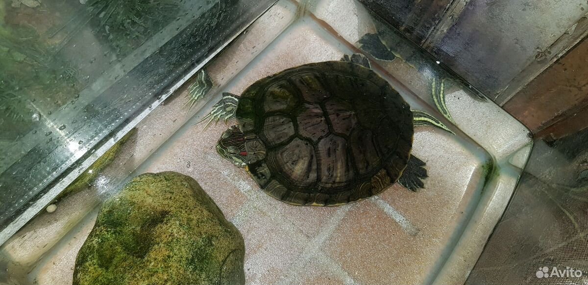 Отдам даром красноухую черепаху