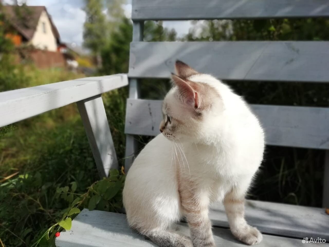 Тайские котята