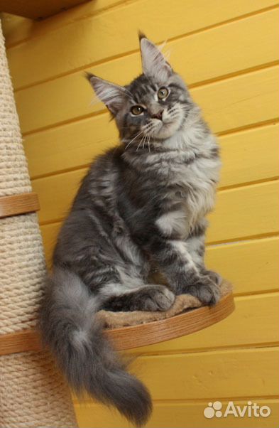 Котик Рокки