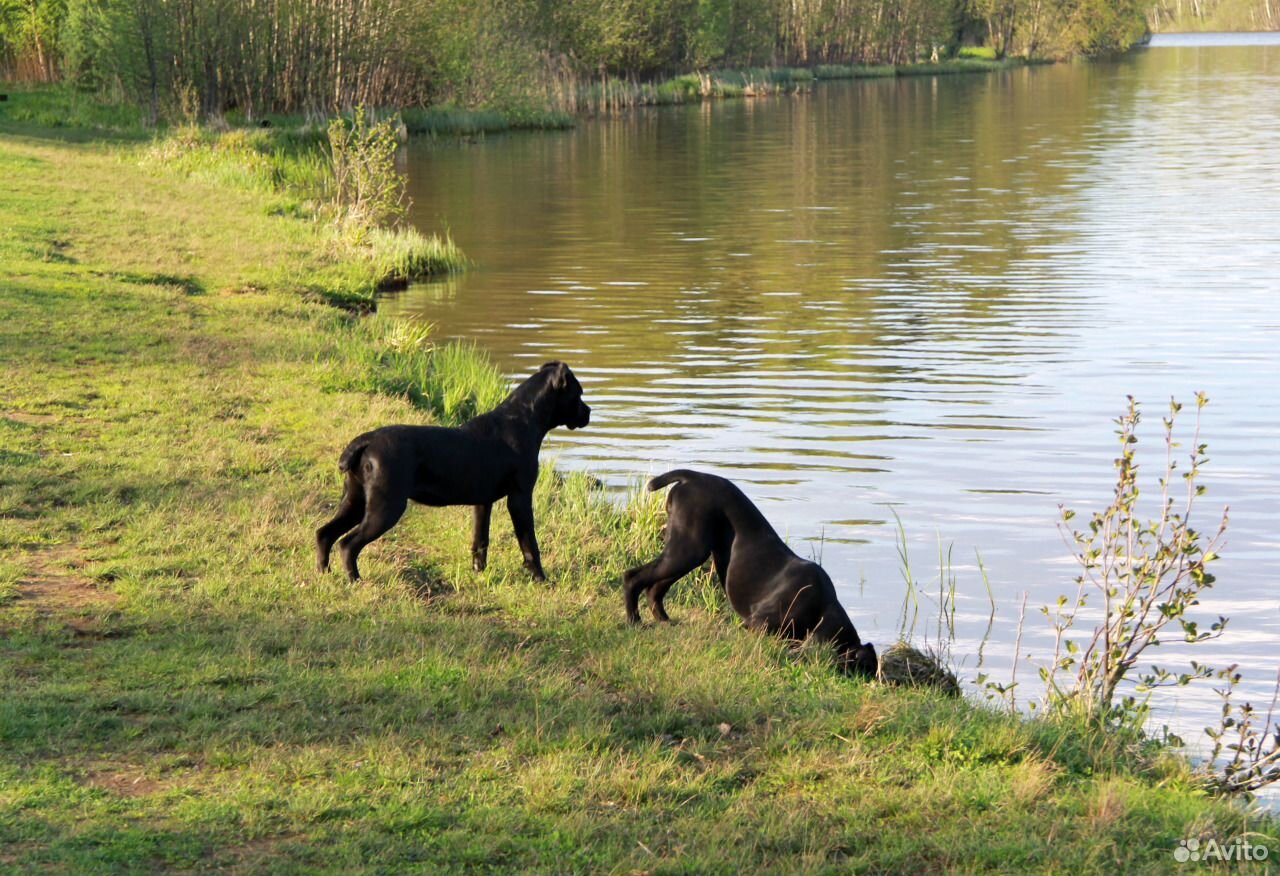 Разгружаем питомник