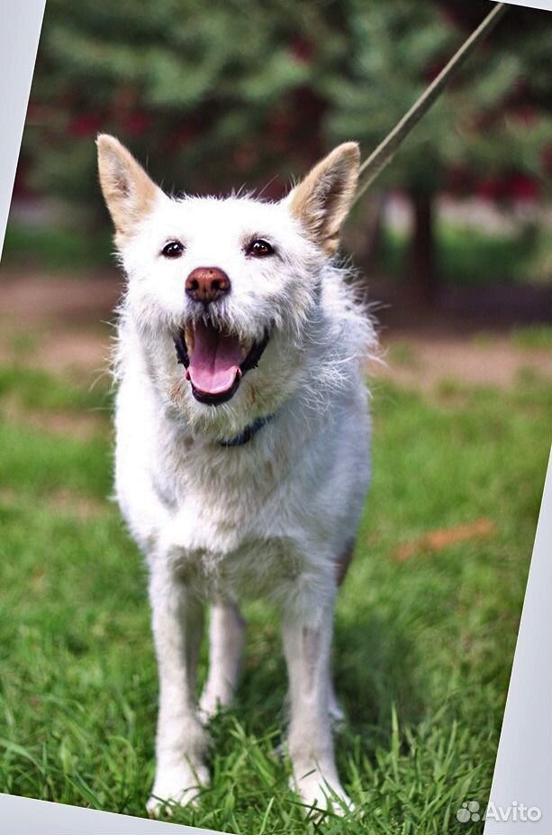 Налеталась в космосе, ищет дом