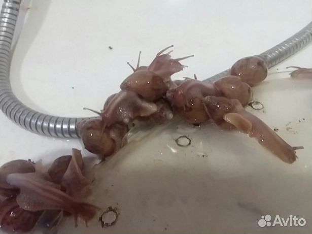 Улитки ахатины,малыши в дар