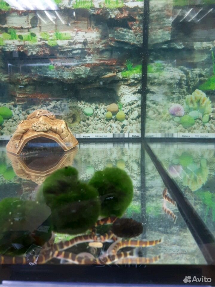 Рыба сом вьюн акантофтальмус