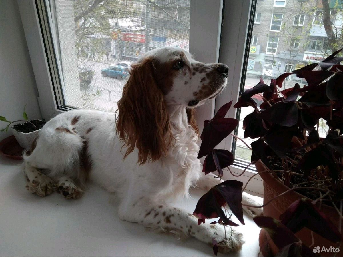 Вязка русский спаниель