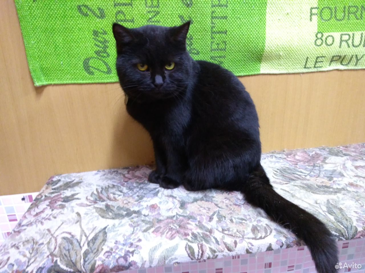 Плюшевая киса мордашка круглая, немного вредная