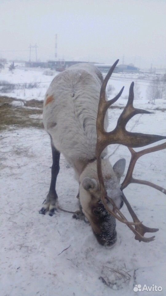 Олени домашнии