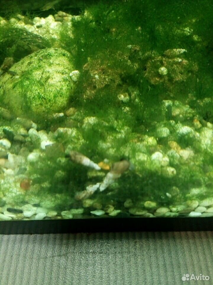 Улитки мелании