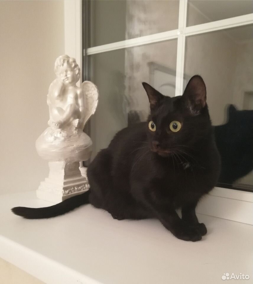 Черная кошечка Лиса, 1 год