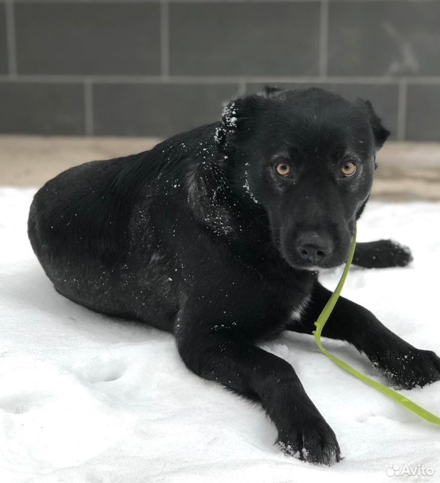 Собачка в добрые руки