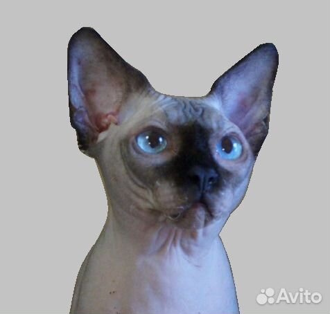 Канадский сфинкс, Чемпион, вязка