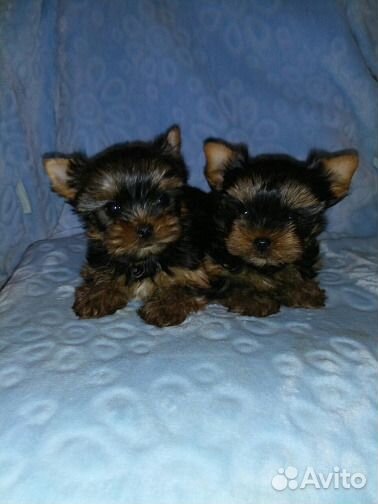 Мини Йорочки