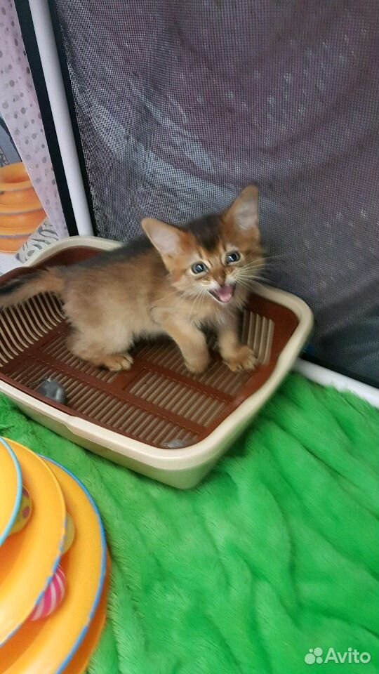 Ися порода Сомали