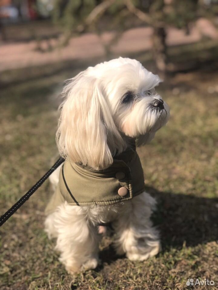 Вязка, мальтезе (мальтийская болонка), мальчик