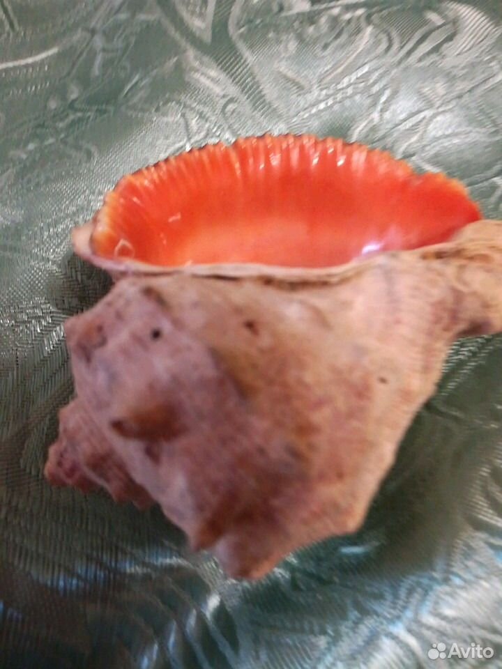 Ракушка