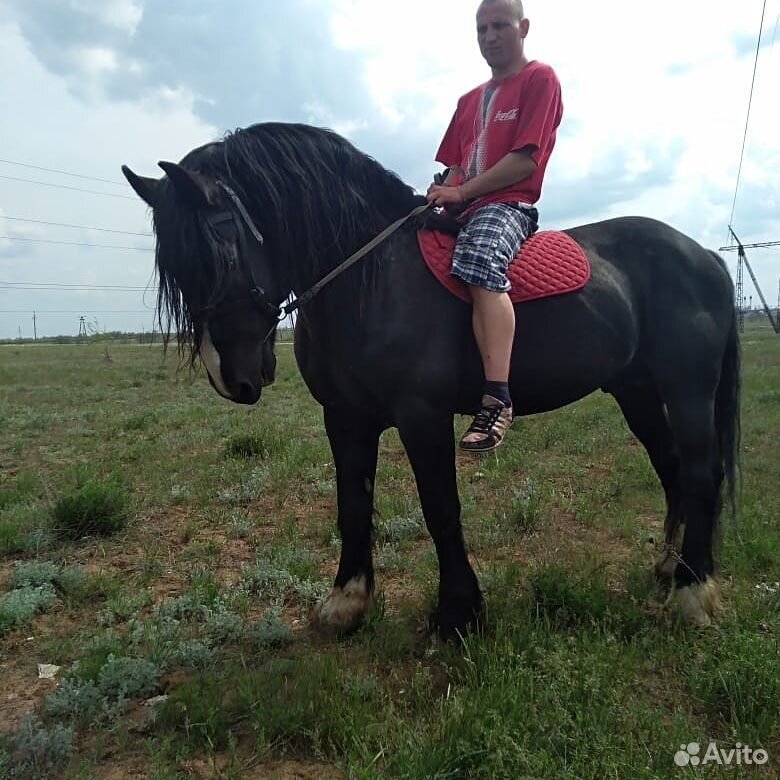 Тяжеловозные лошади