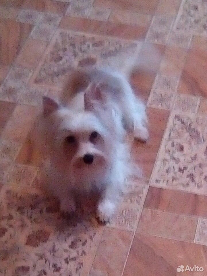 Голден йорк