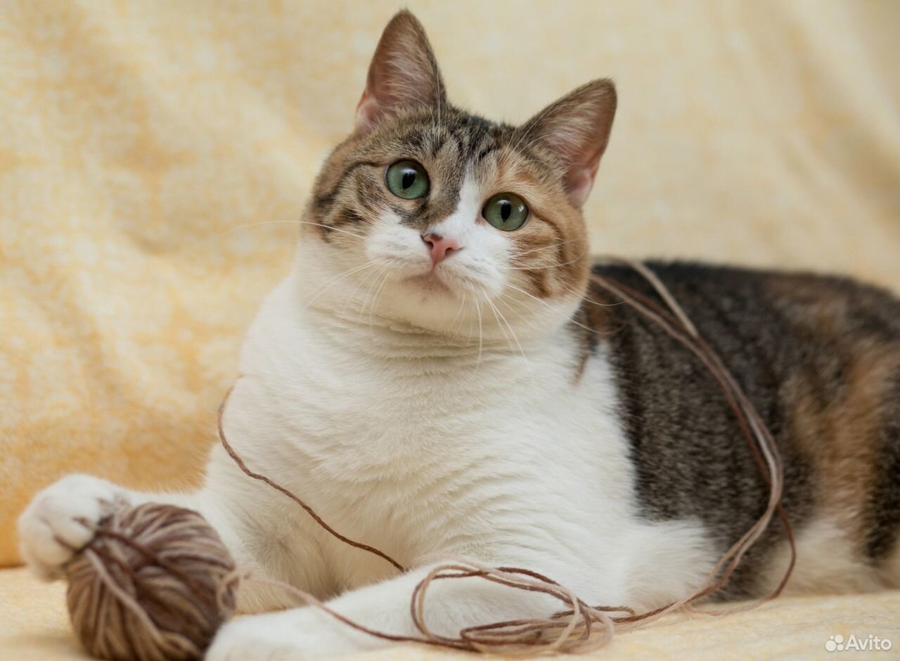 Молодая кошечка Стефа в дар