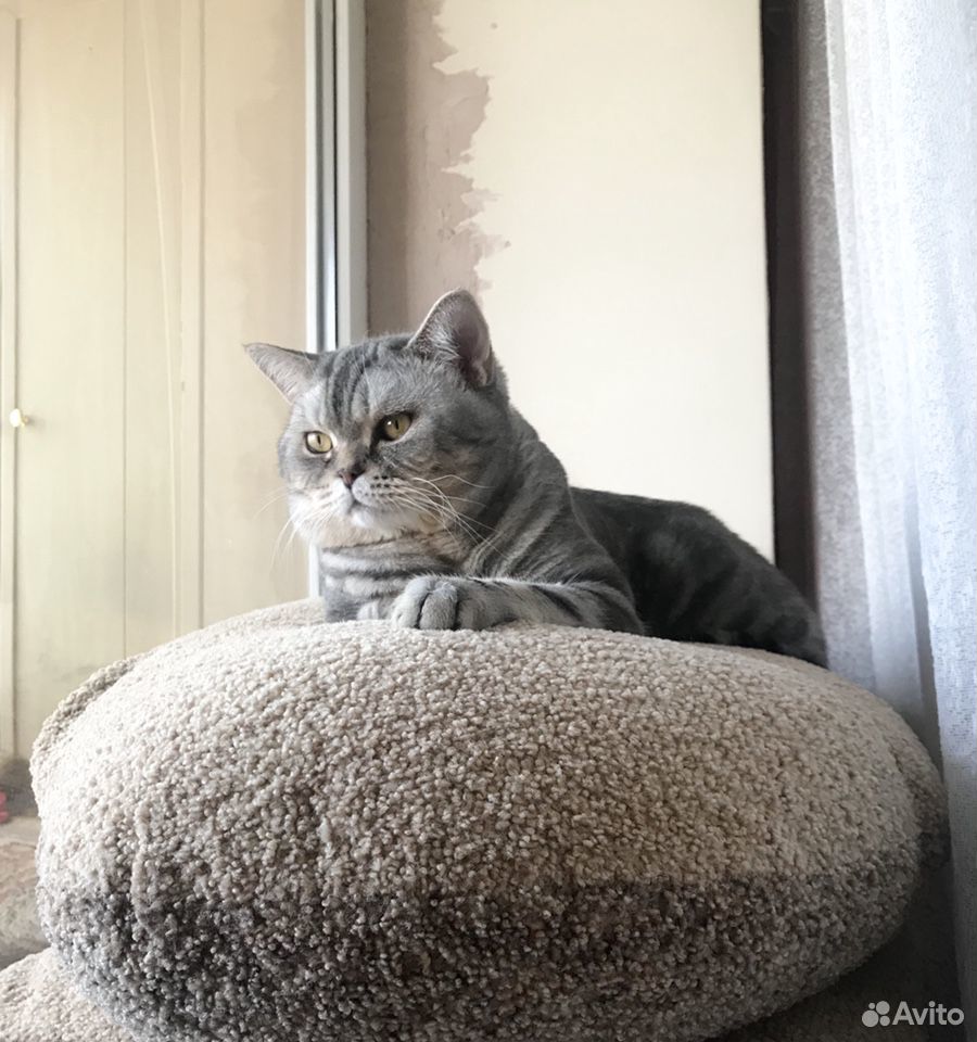 Кот на вязку (скоттиш страйт)