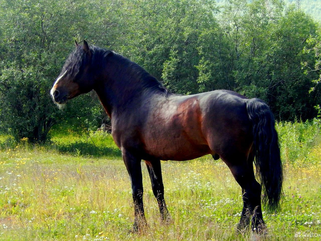 Жеребец, владимирская помесь и пони