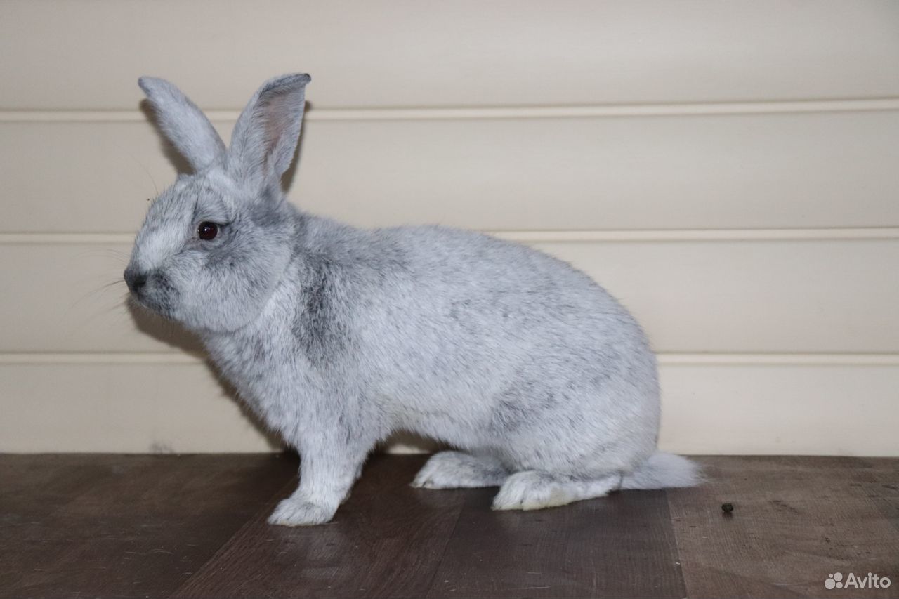 Кролики бсс, нзб и нзк