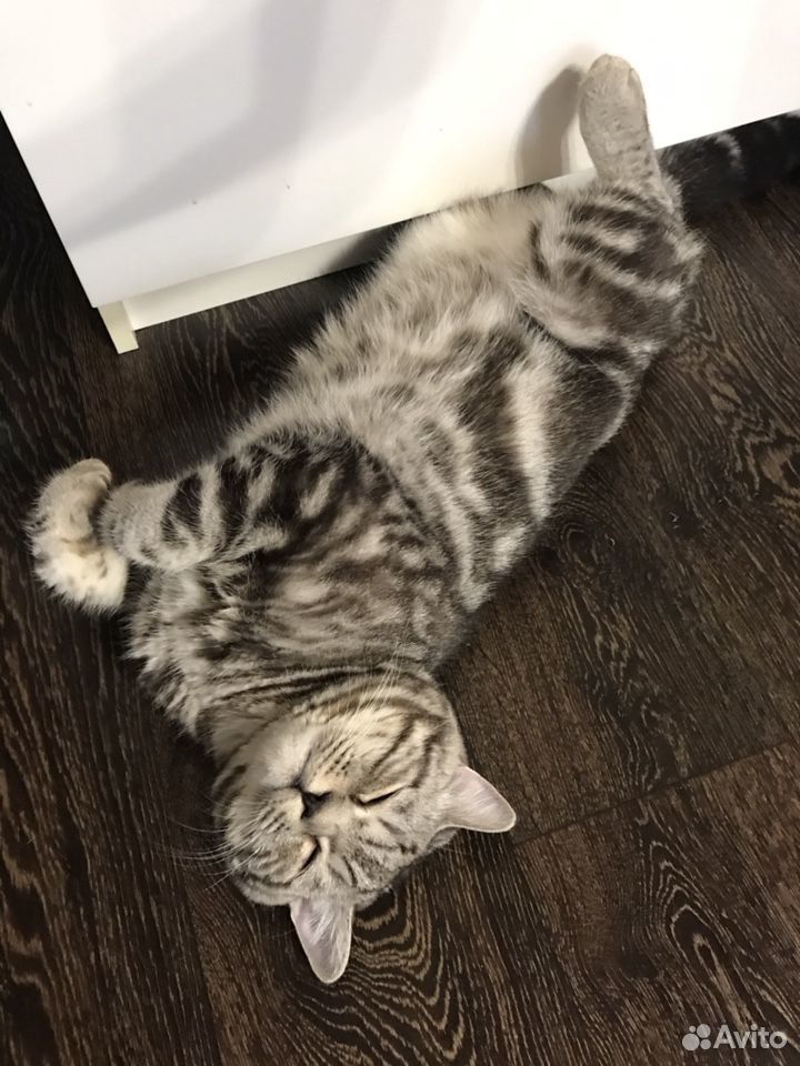 Кот на вязку