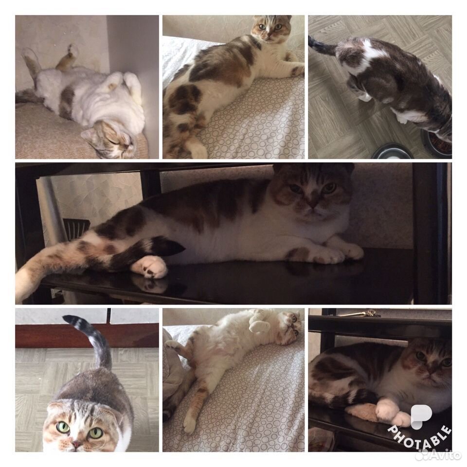 Кошка в добрые руки