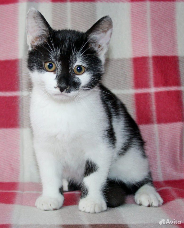 Малыш Билли в добрые руки