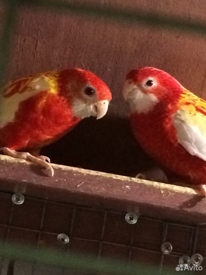 Попугай Розелла