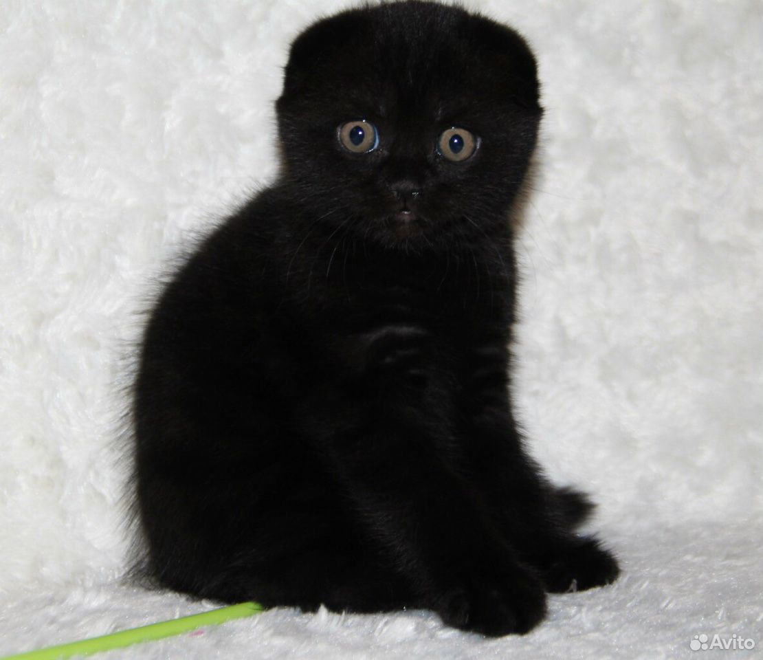 Чёрная вислоухая девочка. Шикарный совёнок